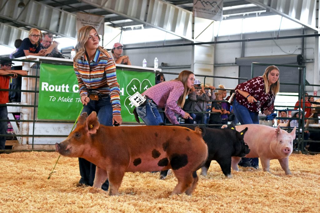 Some pig: How judges choose the top hogs of Routt County Fair swine ...